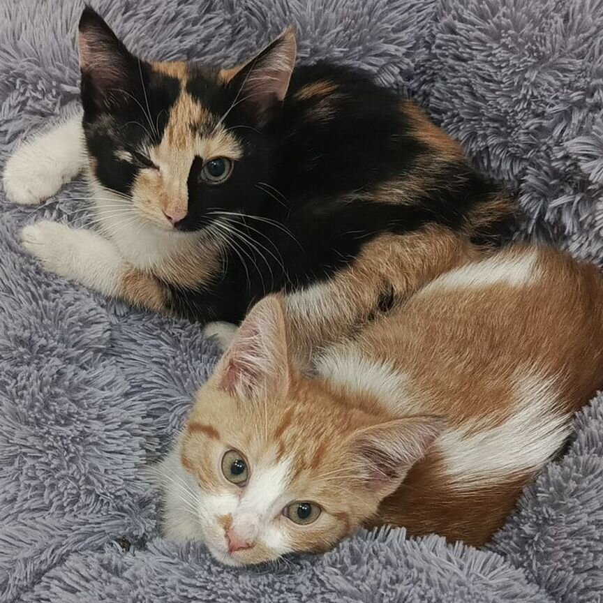 Ручные мурчалки. Котята
