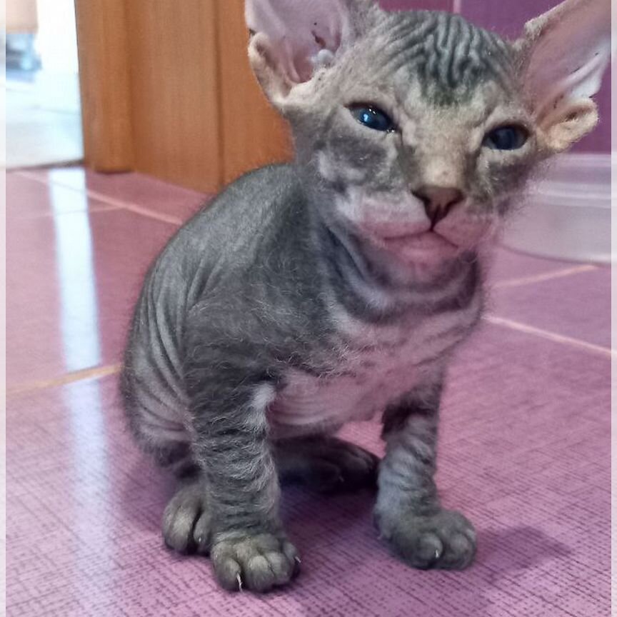 Донской сфинкс котёнок
