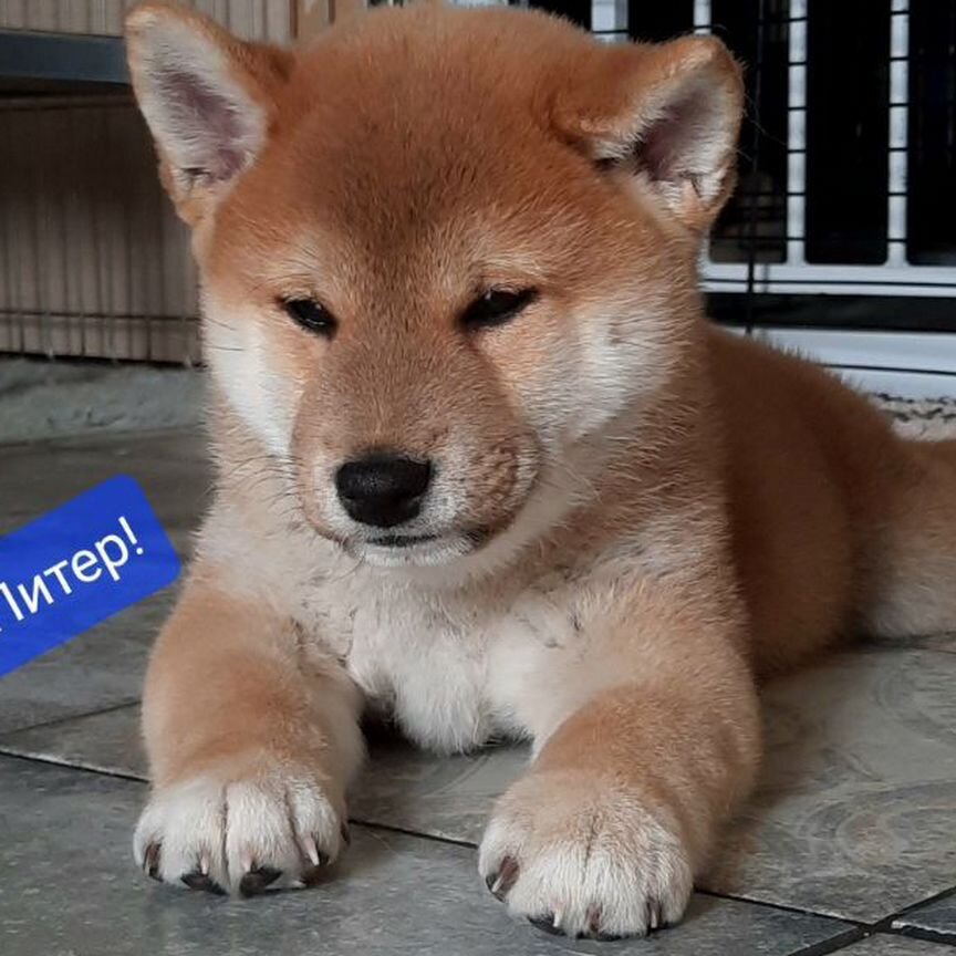 Сиба-ину, щенок