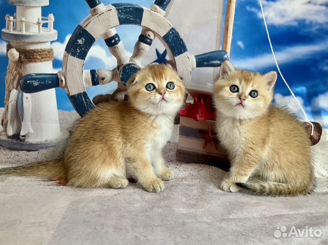 Золотые тикированные котята