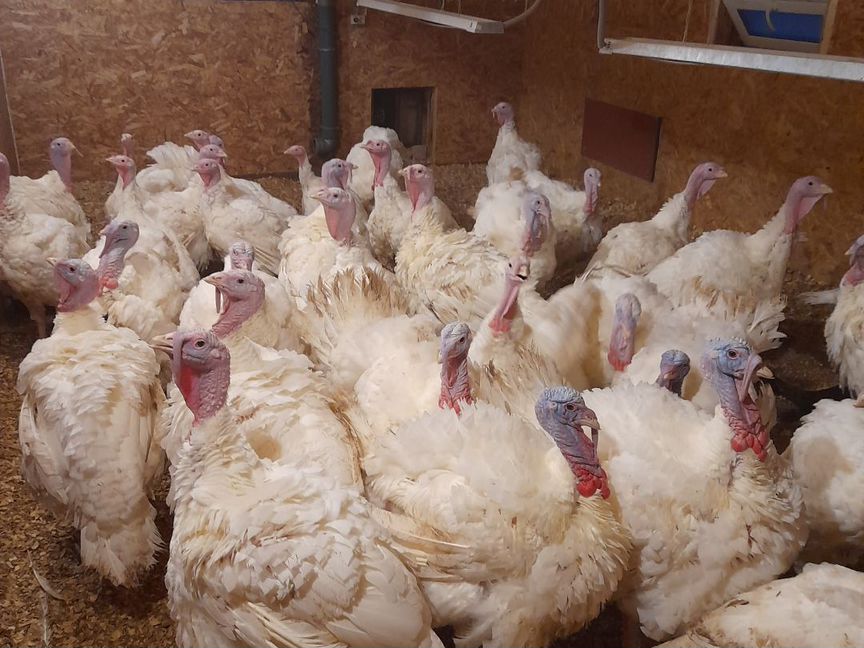 Индейки живые