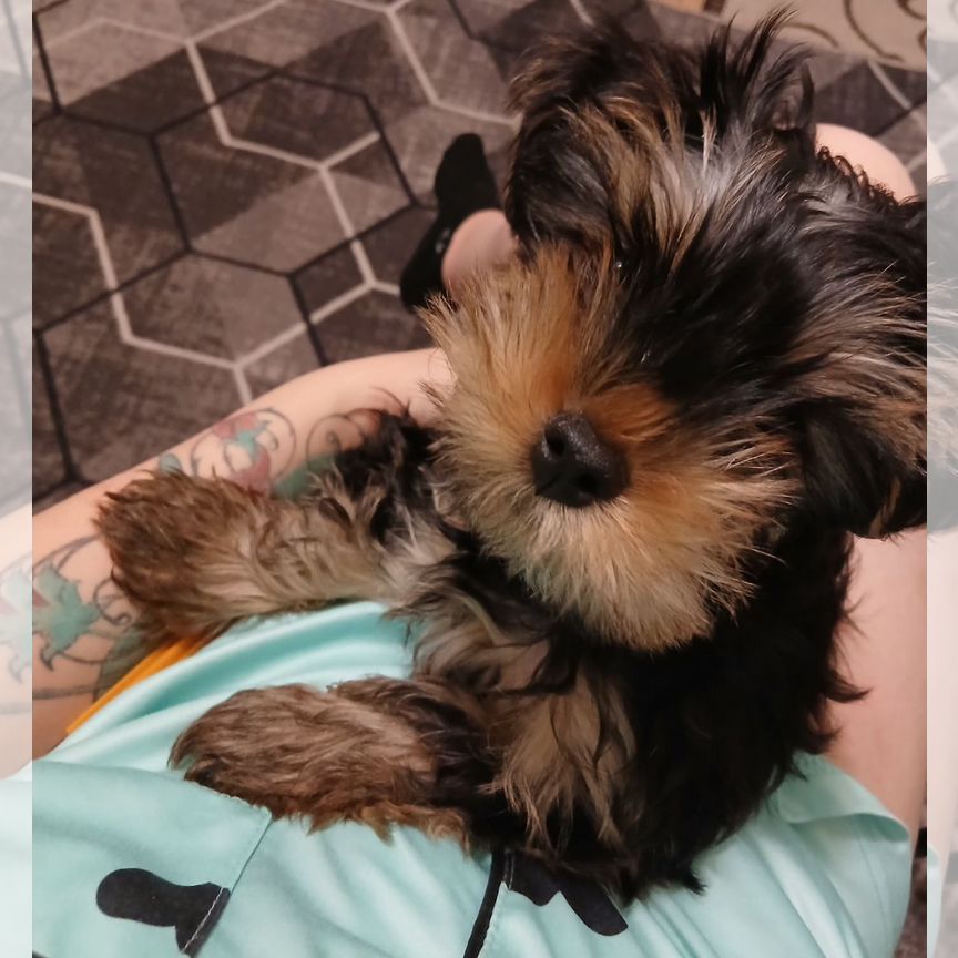 Йоркширский терьер, щенок