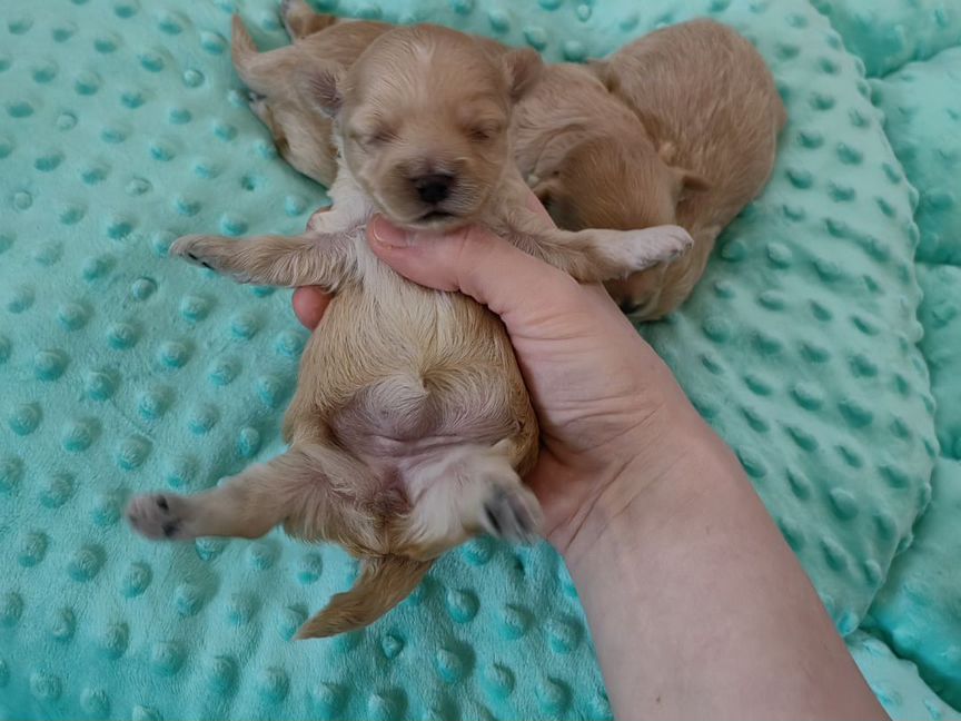 Щенки мальтипу f1 бэби фейс