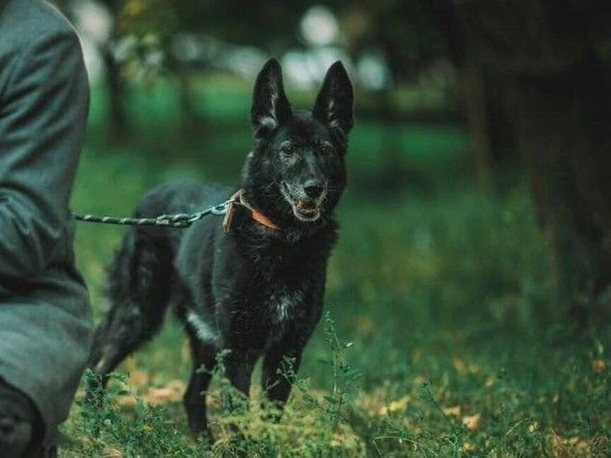 Собаки бесплатно в добрые руки