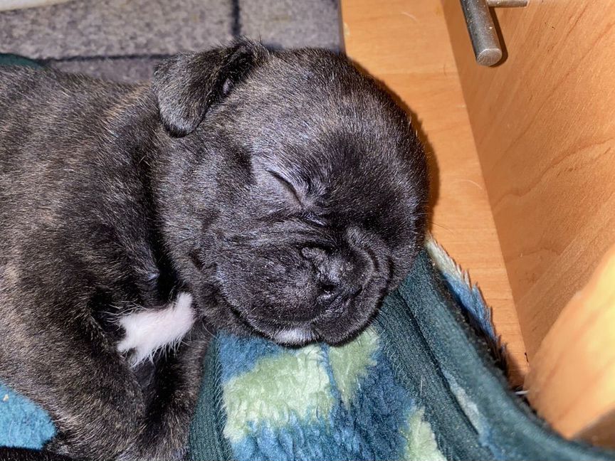 Французский бульдог