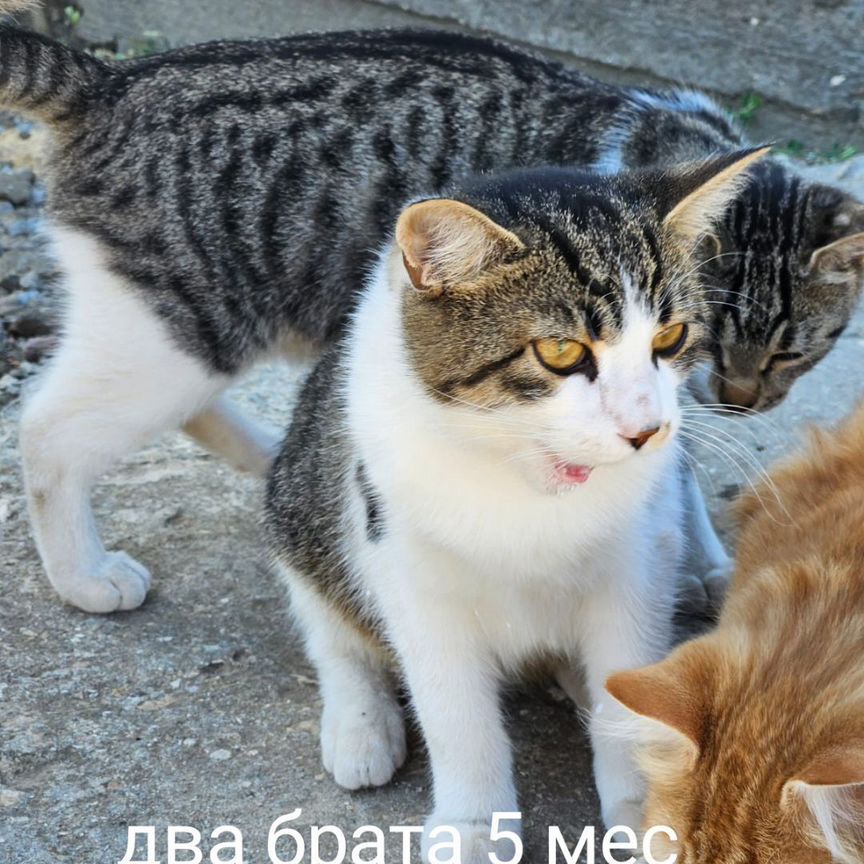 Котята 5 мес мальчики