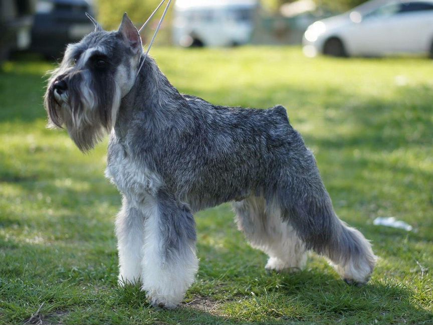 Самая маленькая служебная порода собак, щенки цвер