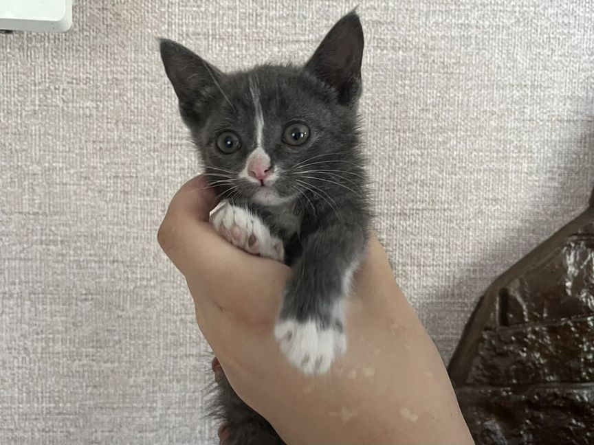 Кошка в добрые руки