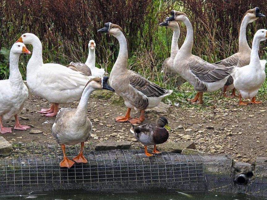 Продается мясо птиц