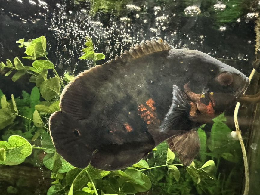 Астронотус