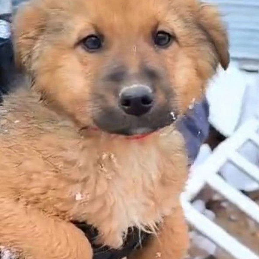 Щенок Машенька 2мес.Вызвали на всех чёрный отлов