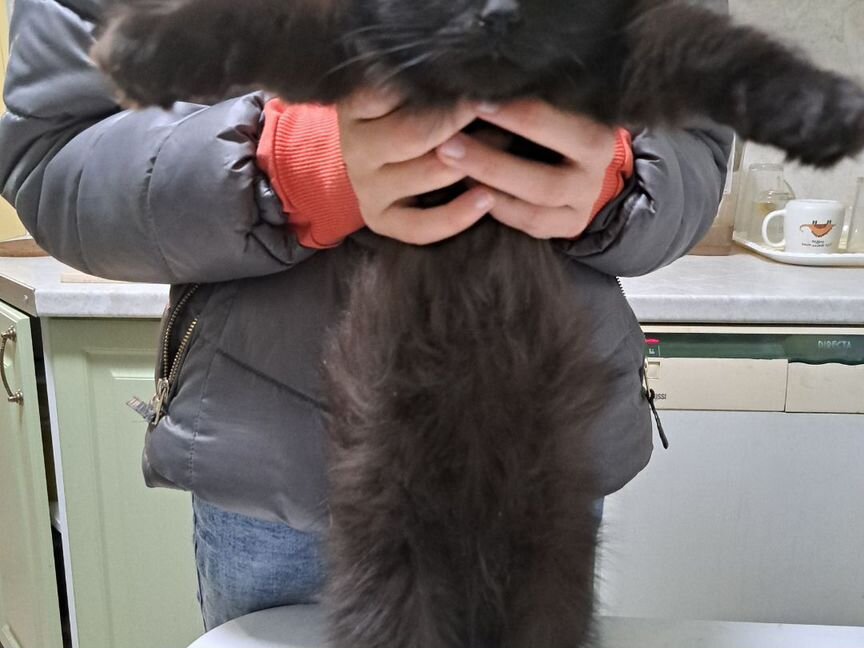 Котенок Григорий объявил отбор в хозяева Спешите