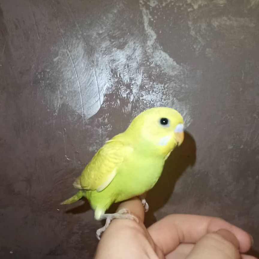Волнистый попугай ручной москва