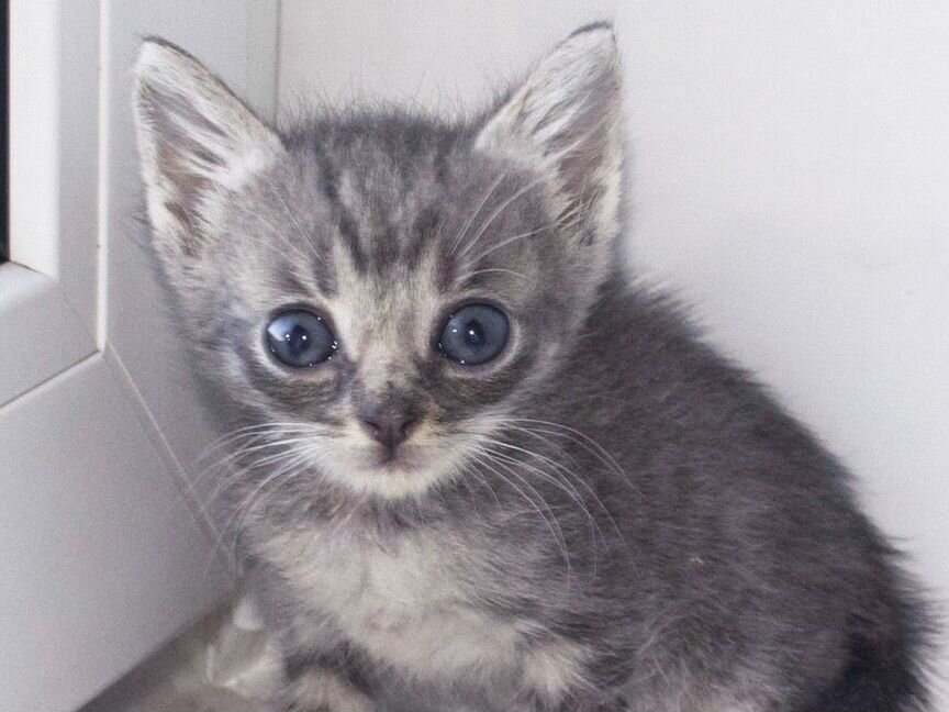 Целовательные котята-ласковая девочка Тучка