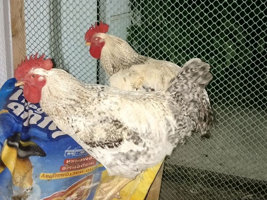 Петушки мастер грей