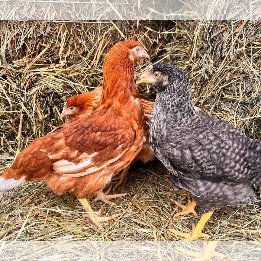 Куры несушки молодки