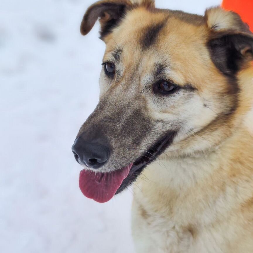 Дейзи тщет любящих родителей