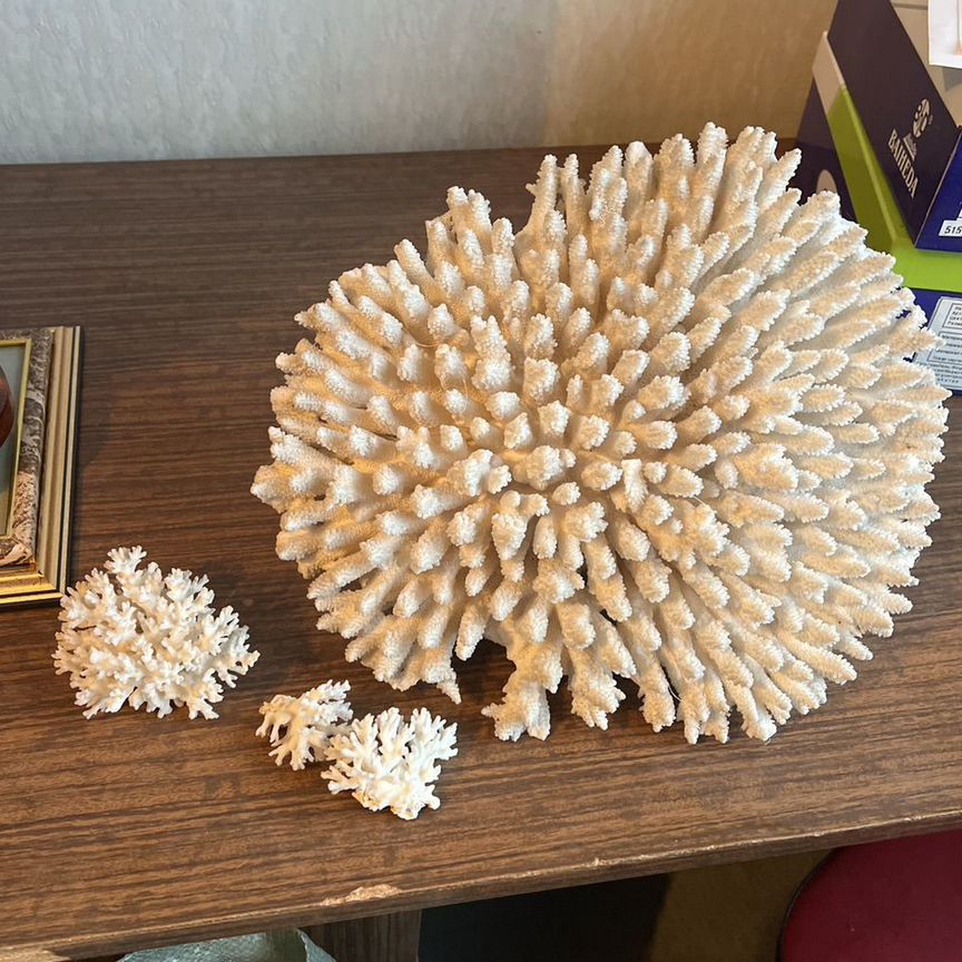 Морские кораллы