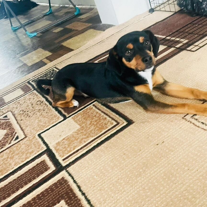 Отдам в добрые руки любимца