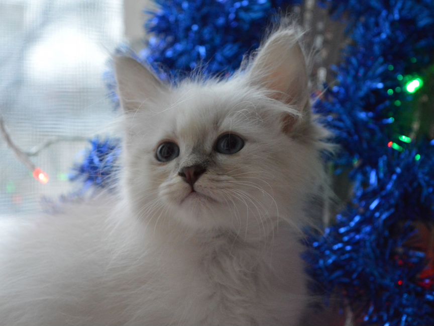 Невский маленький котик