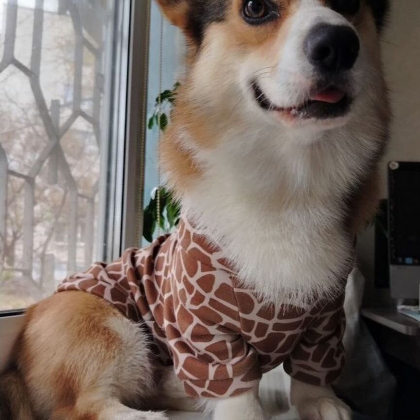 Собака в добрые руки отдам бесплатно