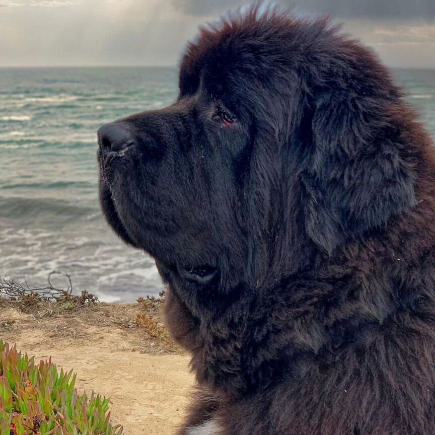 Ньюфаундленд, взрослая собака