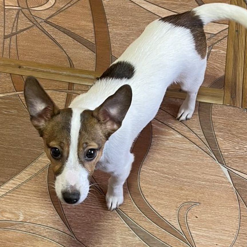 Джек-рассел-терьер, щенок