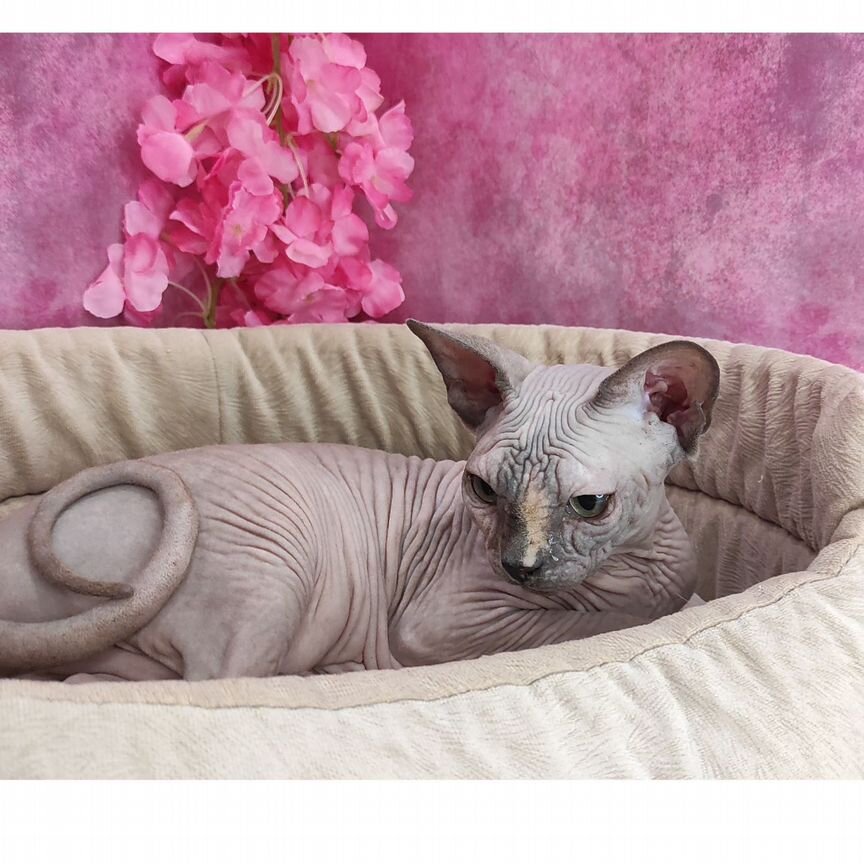 Канадский сфинкс котёнок