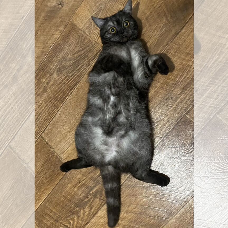 Продам шотланскую кошечку