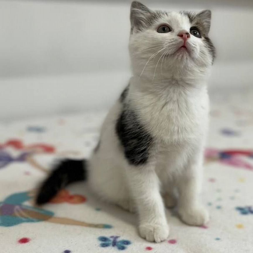 Манчкин котёнок