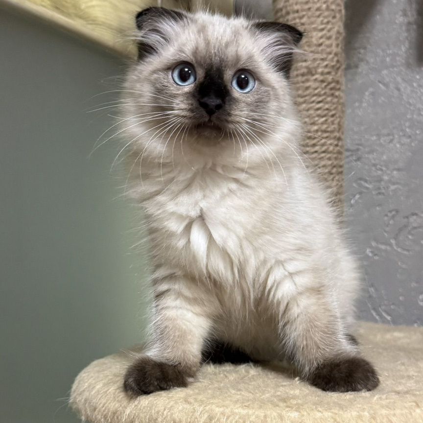 Невский маскарадный котёнок