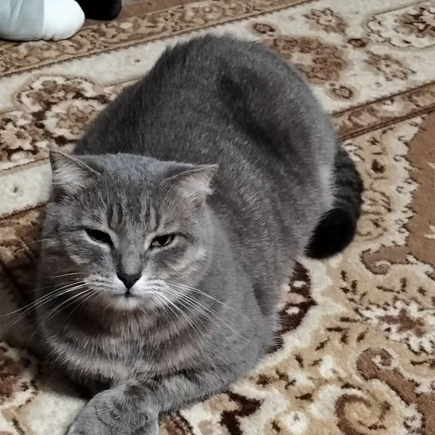 Кошка в дар Афина