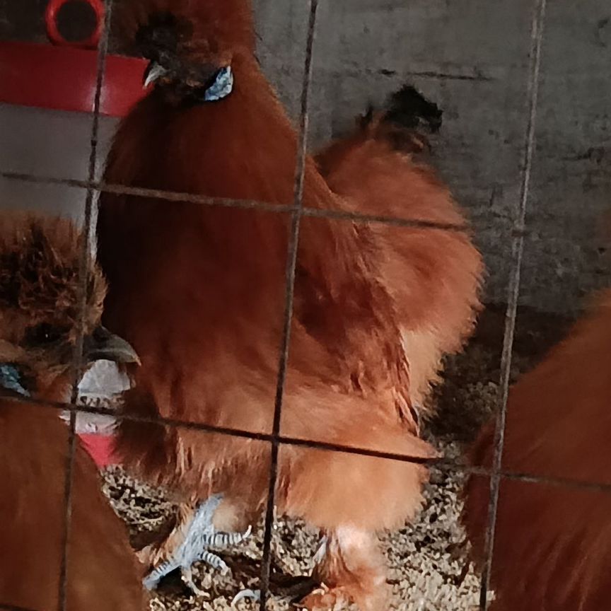 Петух китайский шелковый