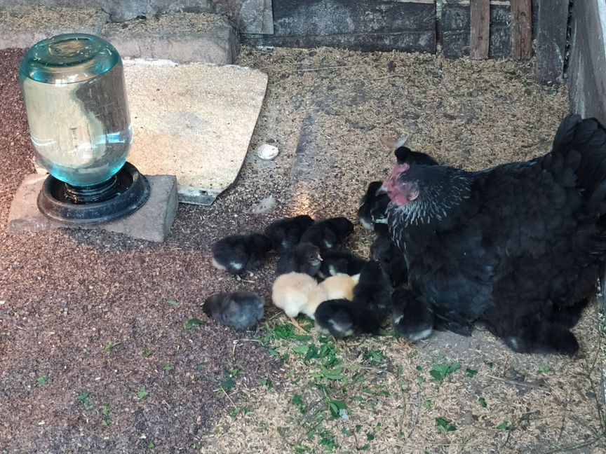 Циплята с курицей