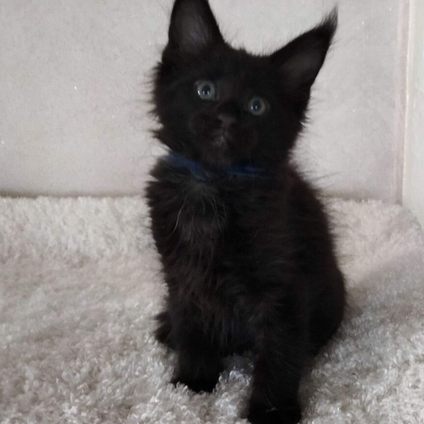 Мейн-кун котёнок