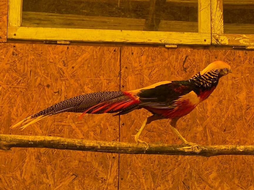 Продажа фазана