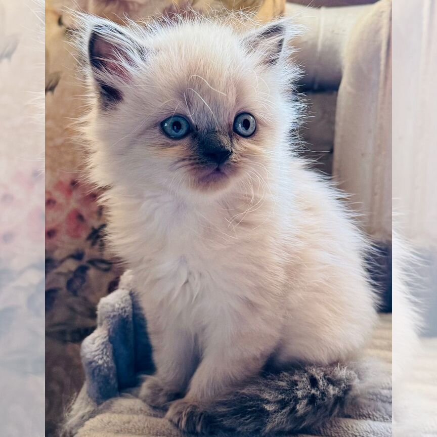 Шотландский страйтовый котик