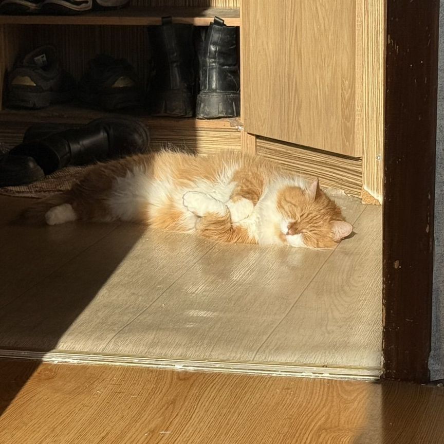 Взрослая, кошка в добрые руки