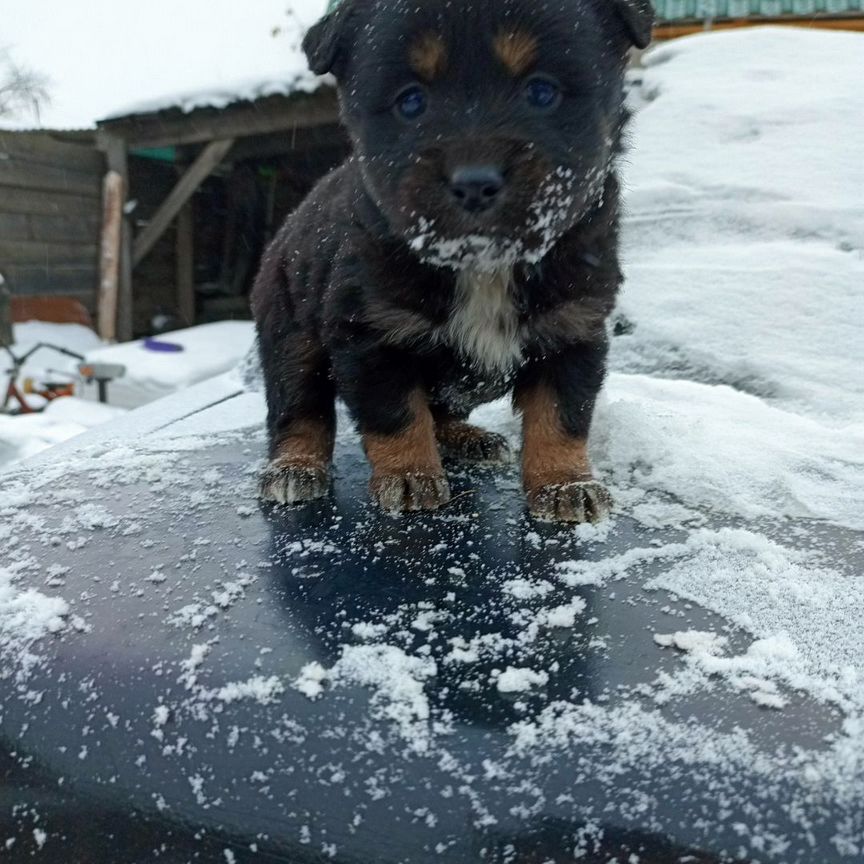 Щенки