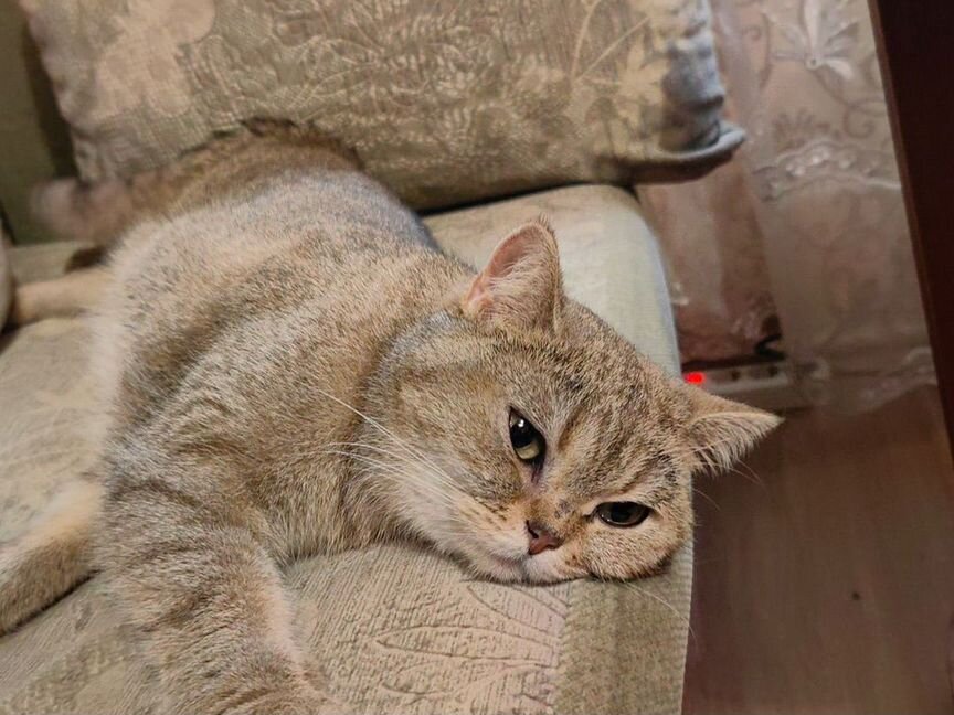Кошка по имени Зайка в добрые руки