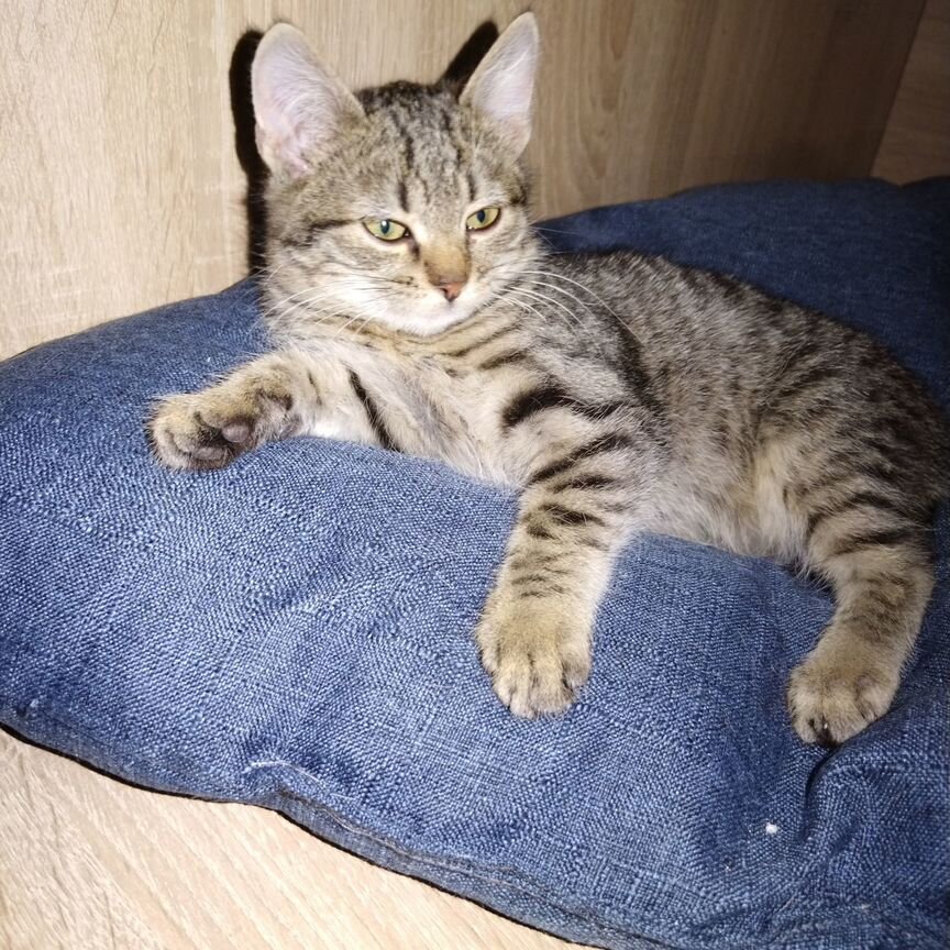 Котёнок в добрые руки