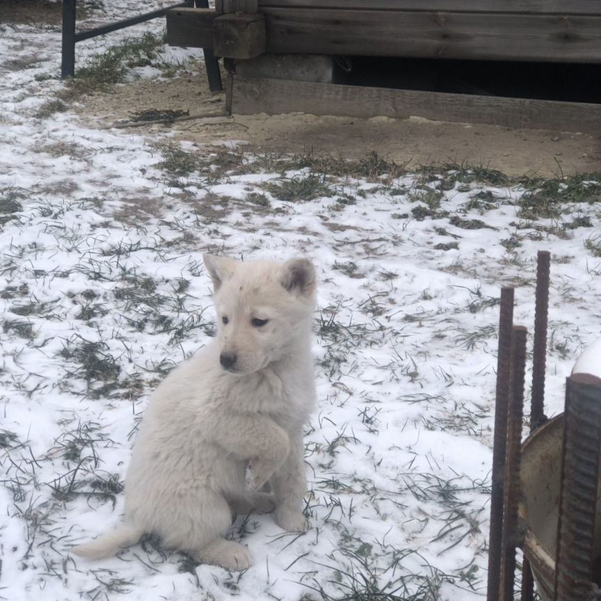 Щенки западно сибирской лайки