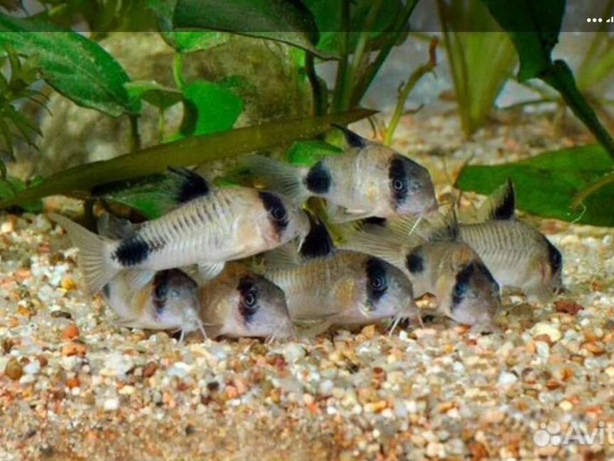 Сомики панда