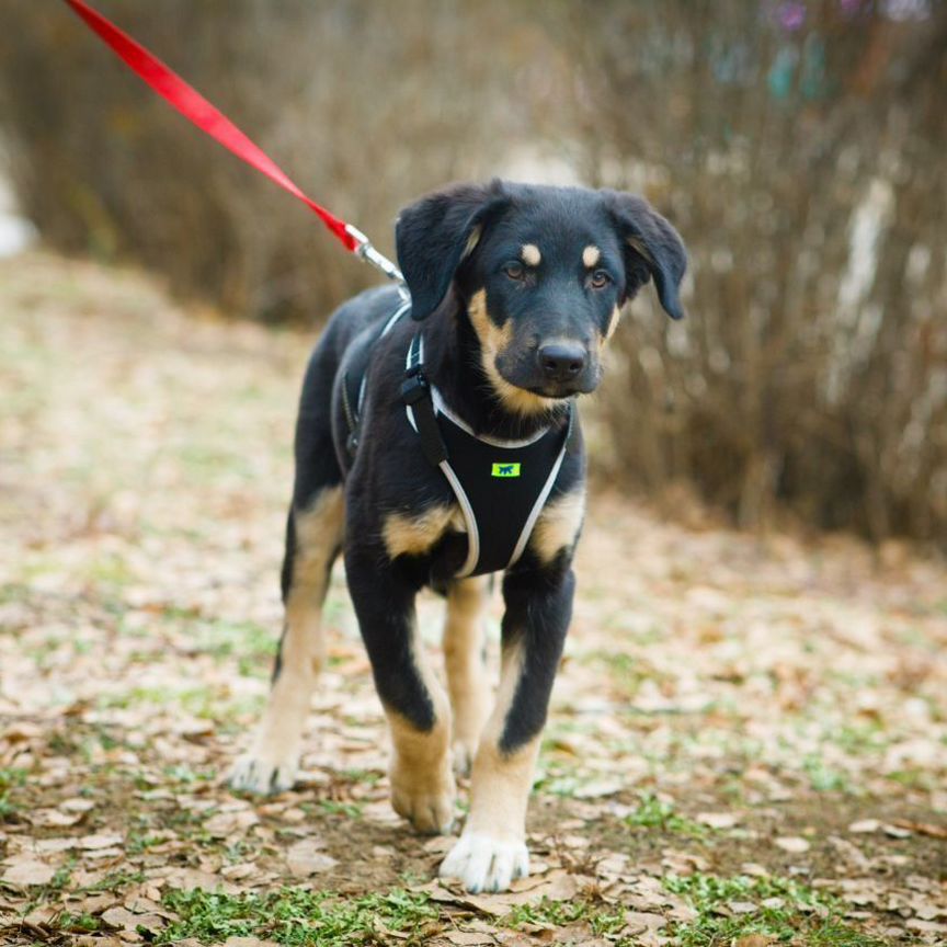 Щенок в добрые руки