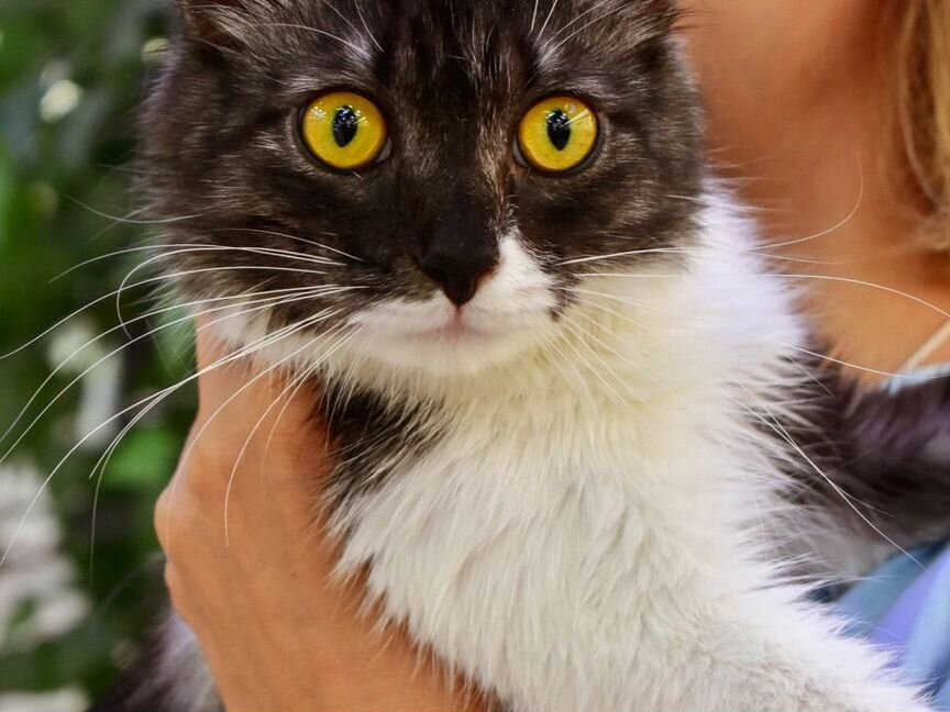 Кот в добрые руки