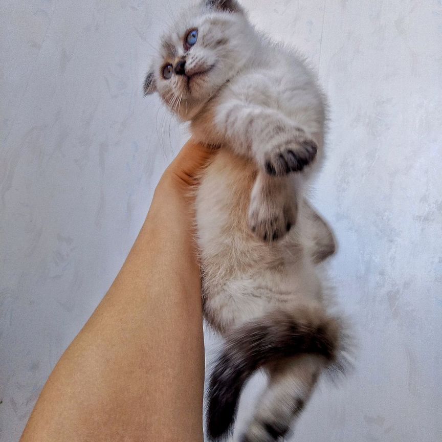 Шотландская вислоухая