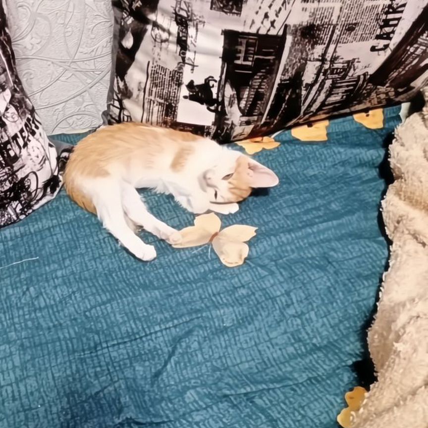 Котёнок в добрые руки