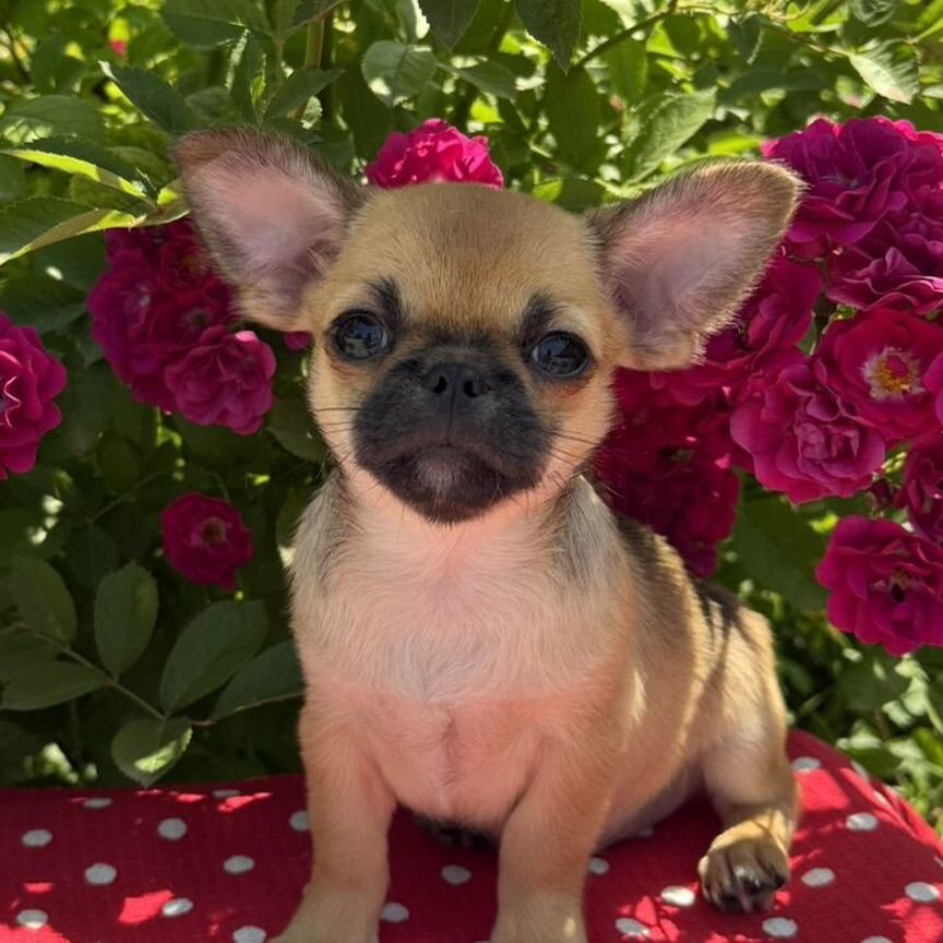 Чихуахуа рыжий мальчик