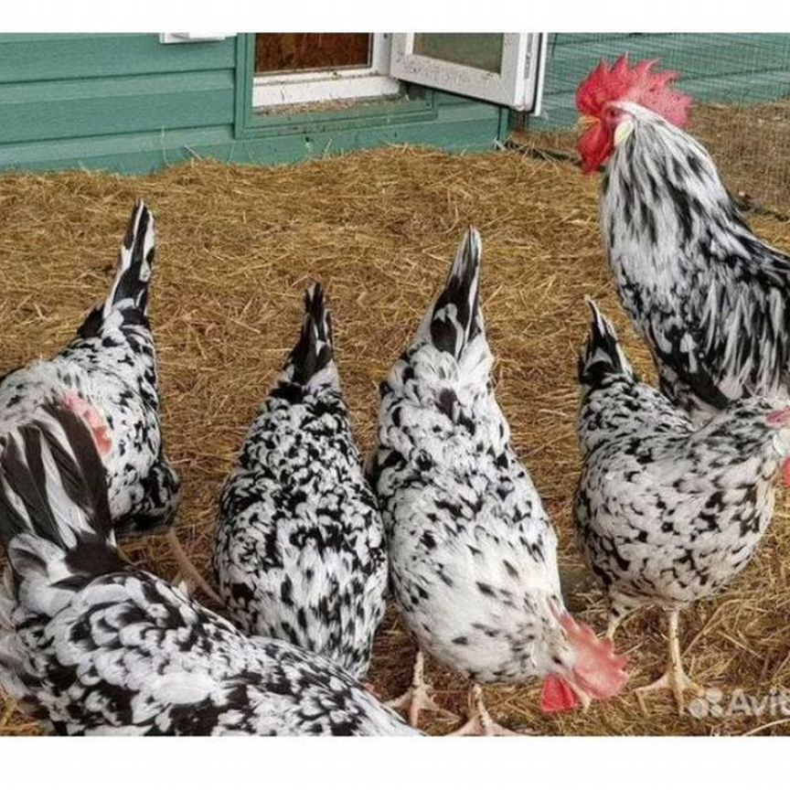 Циплята леггорн далматинец,рус. хохл.,мини-мясная