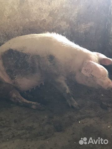 Продам поросную свиноматку